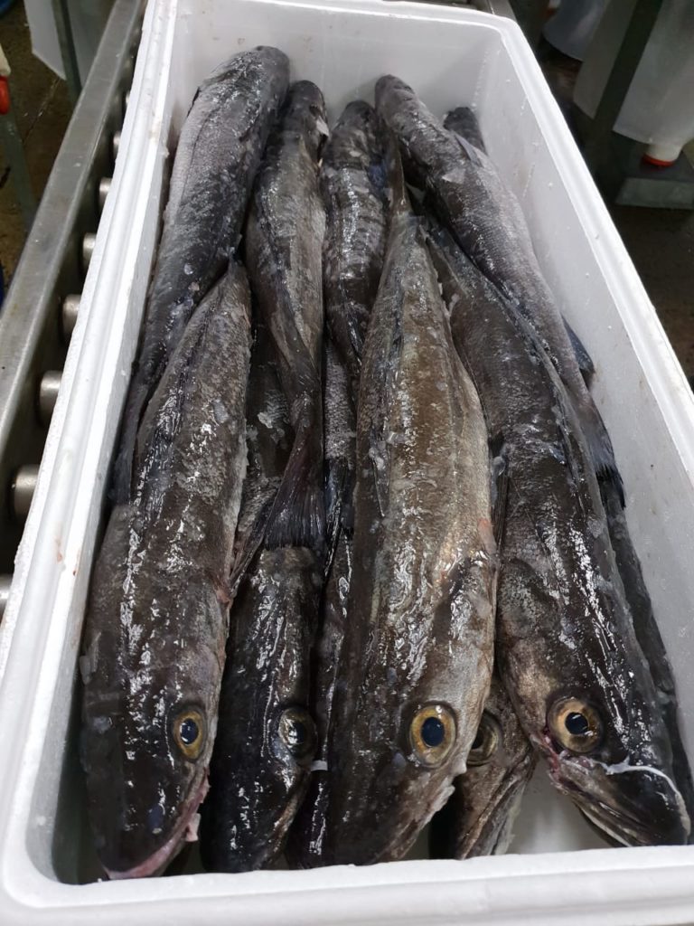 Our Products | Valley Side South Africa (Pty) LTD | Wild Caught Fish