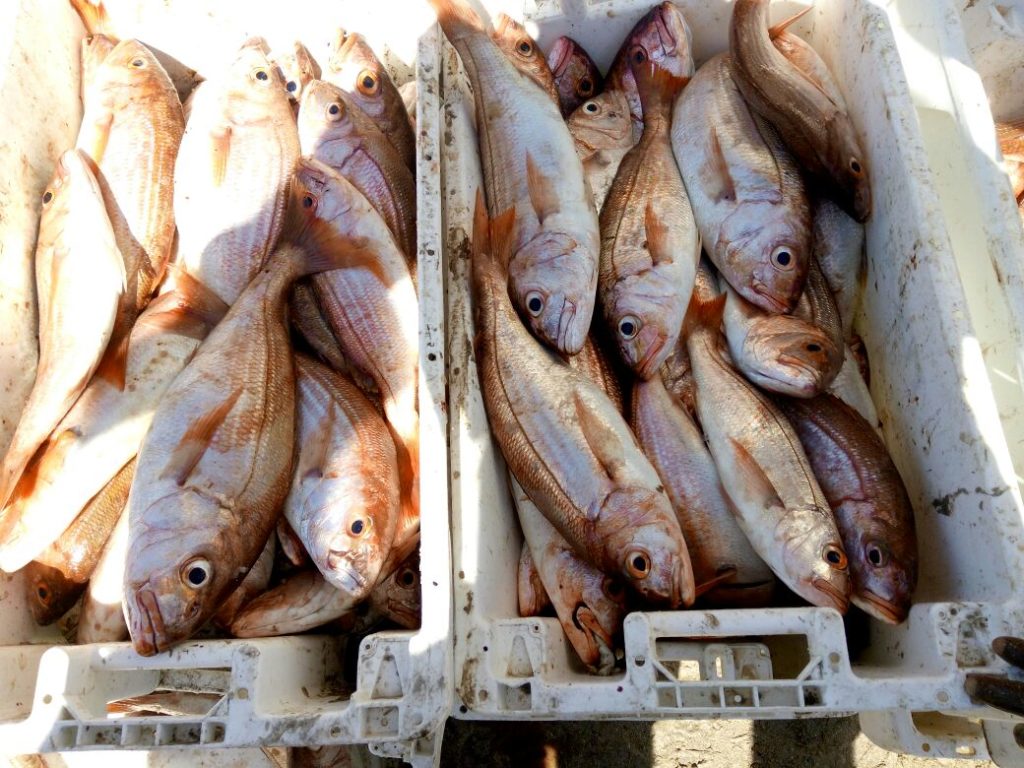 Silver Fish 1 | Valley Side South Africa (Pty) LTD